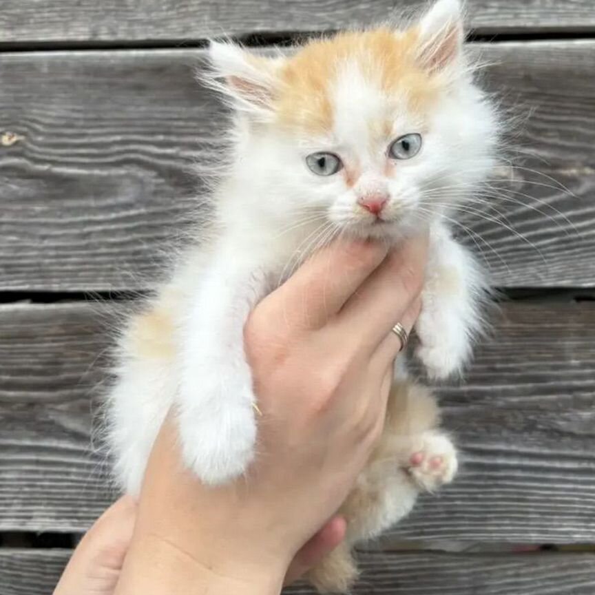 Котёнок в добрые руки