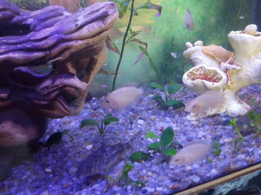 Аквариумные рыбки цихлиды