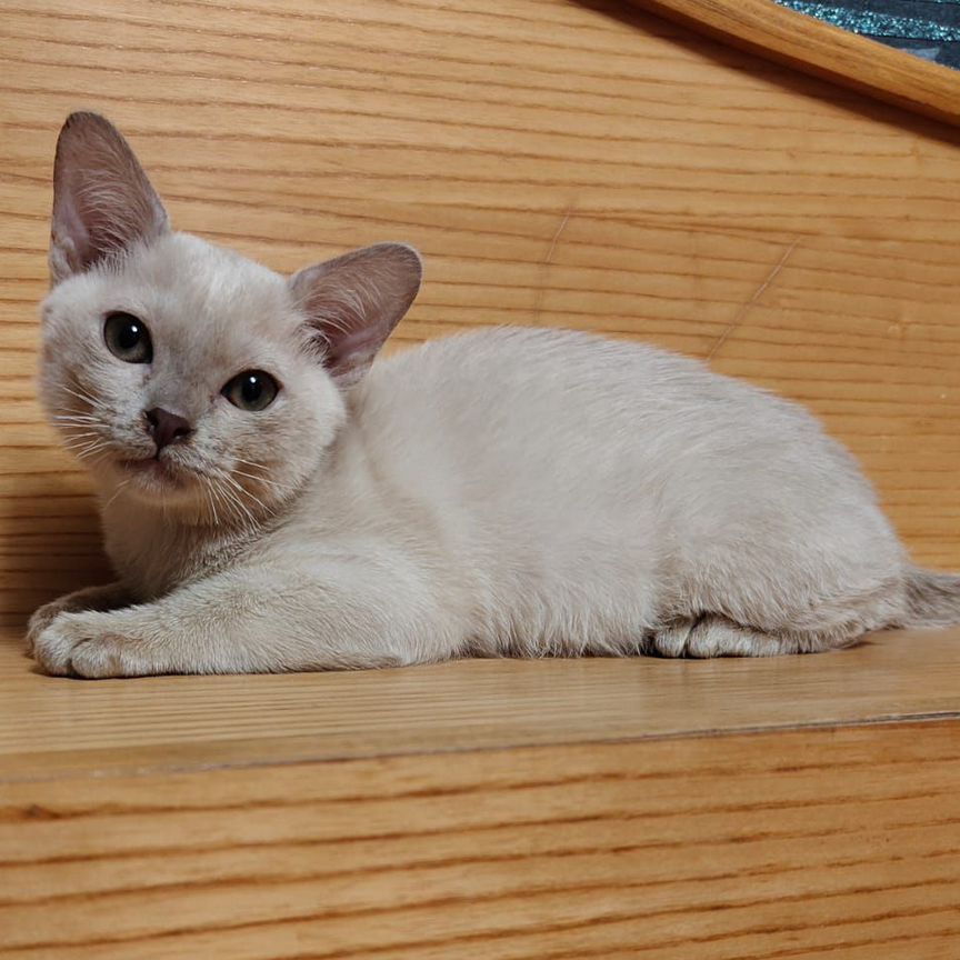 Котята европейской бурмы