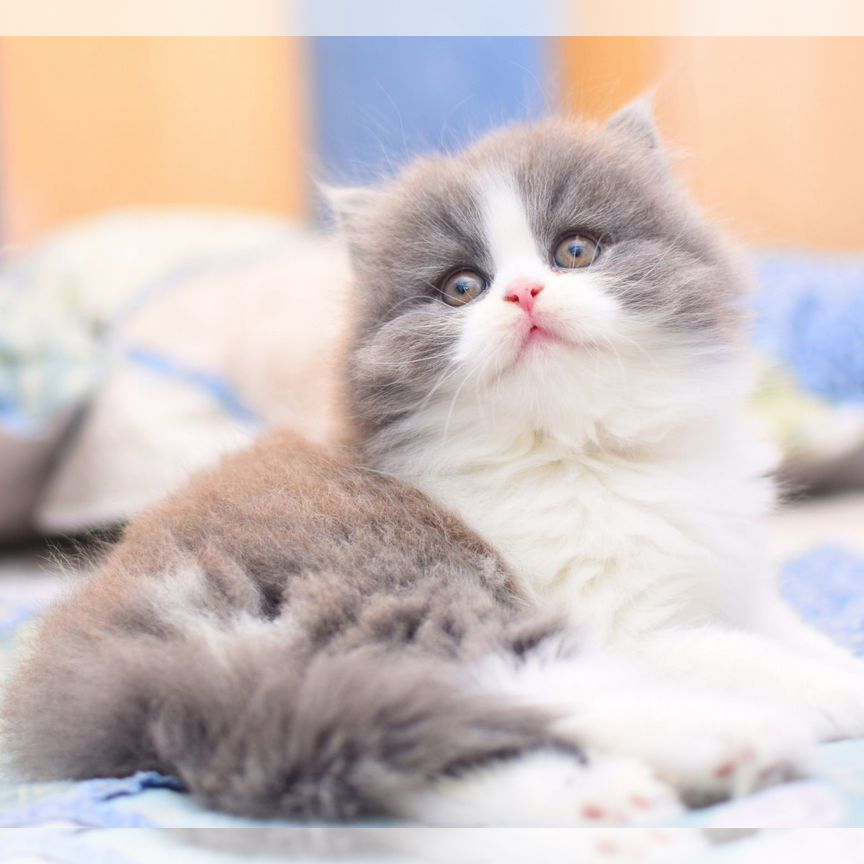 Британский длинношёрстный котёнок
