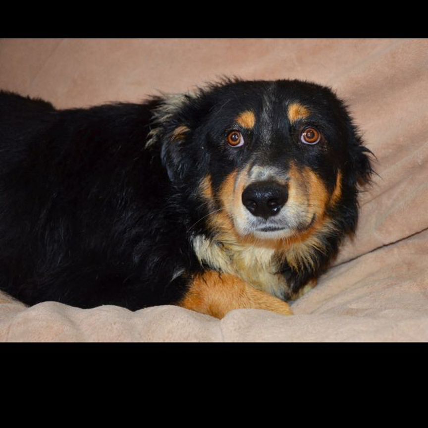 Собака в добрые руки