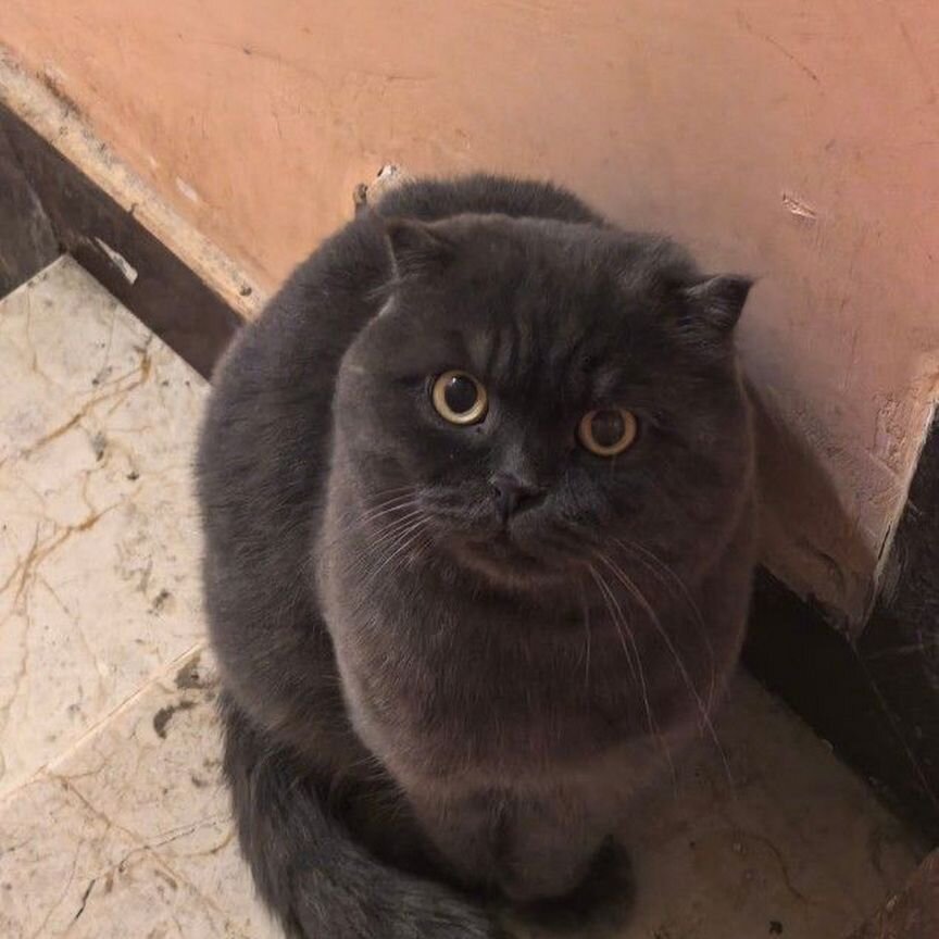 Котик в добрые руки