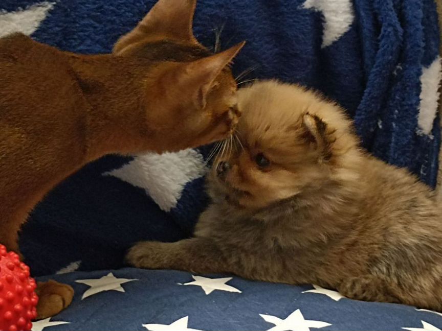 Щенки померанского шпица медвежьего типа