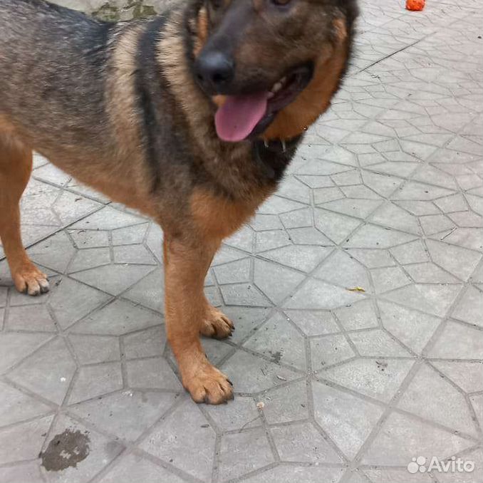 Метис овчарки