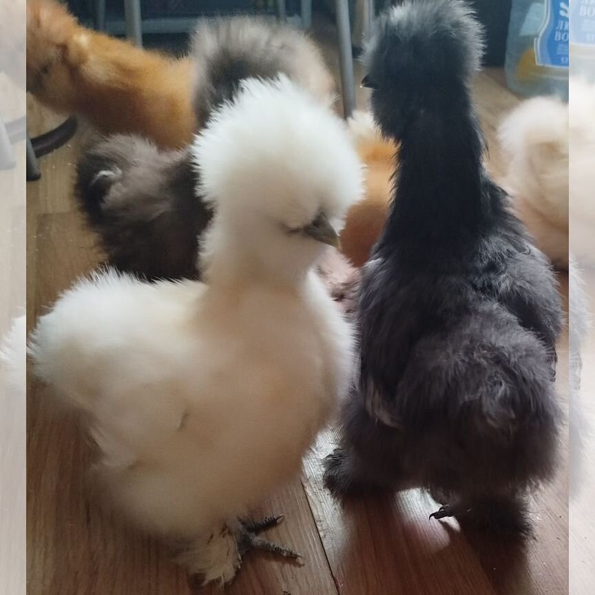 Петухи китайские шелковые и кох кучерявый