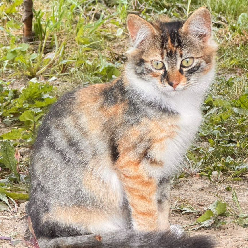 Котенок девочка трехцветная