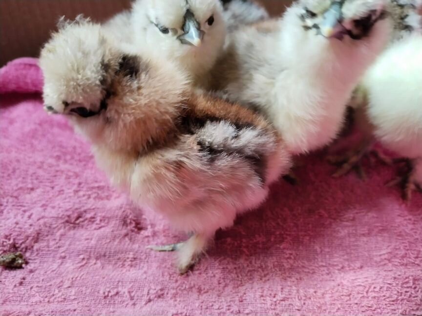 Китайская шелковая, цыплята