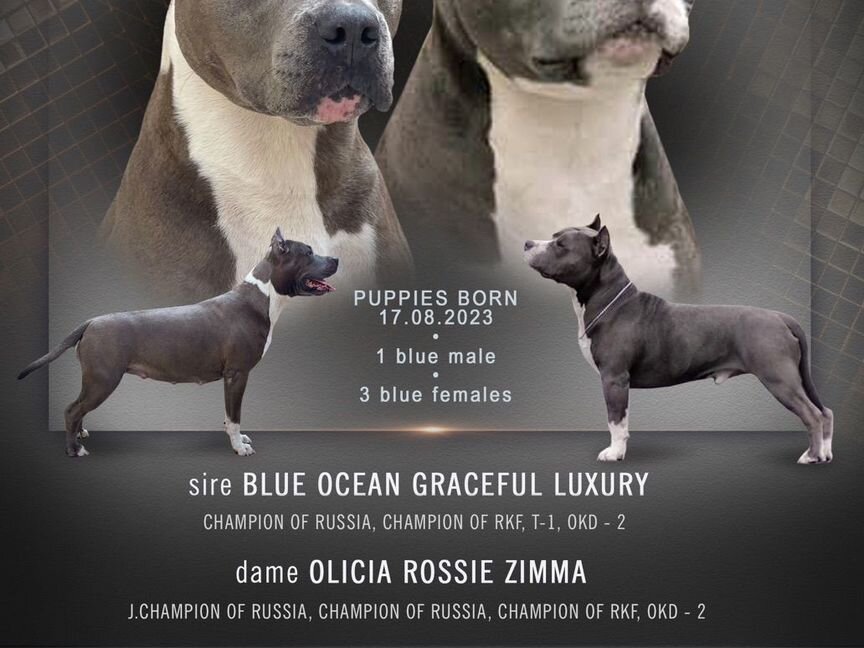 Голубые девчонки стаффы