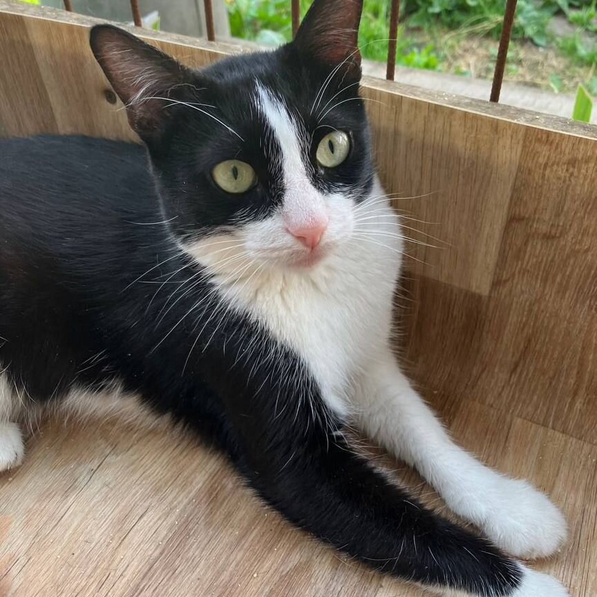 Кеша котик из приюта ищет любящую семью