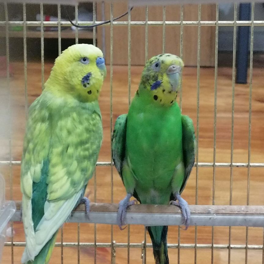 Молодой Пара с клеткой