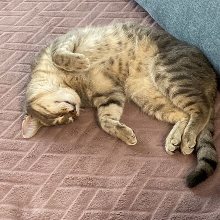 Кот