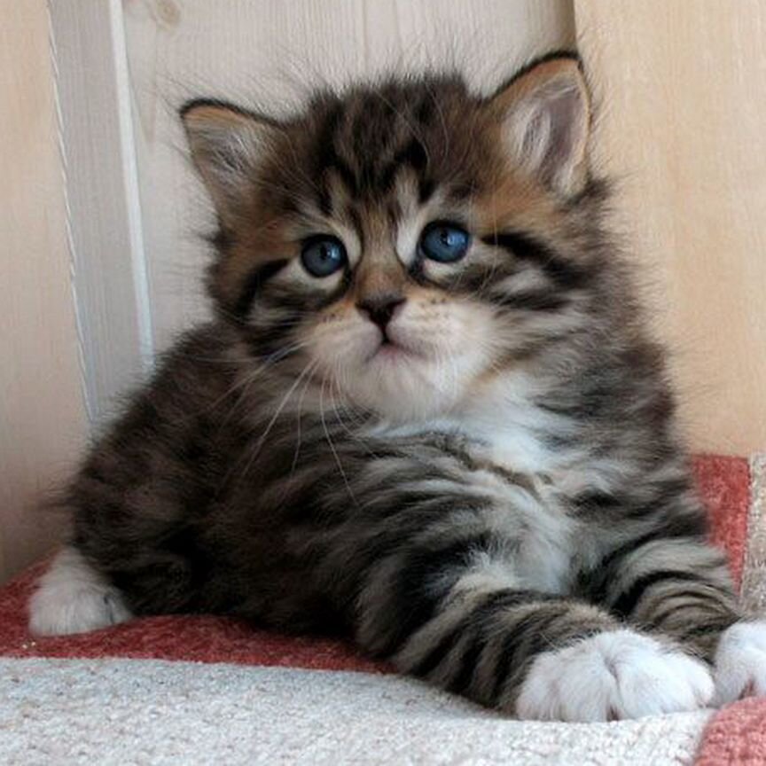 Сибирский котёнок