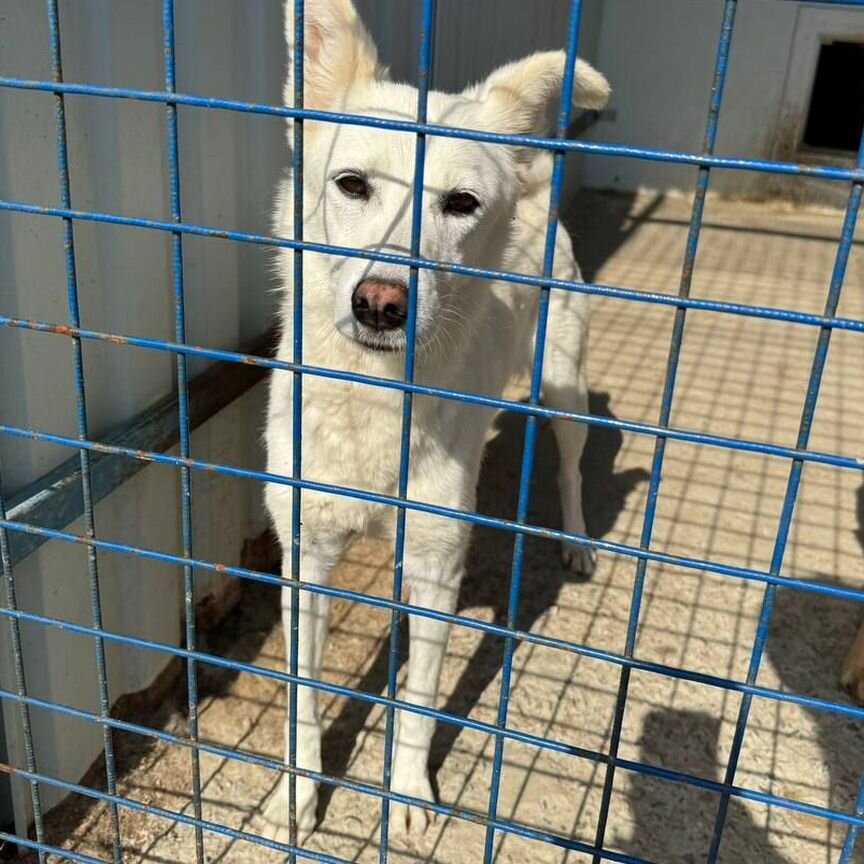 Красивые щенки подростки в отлове. Скоро на улицу