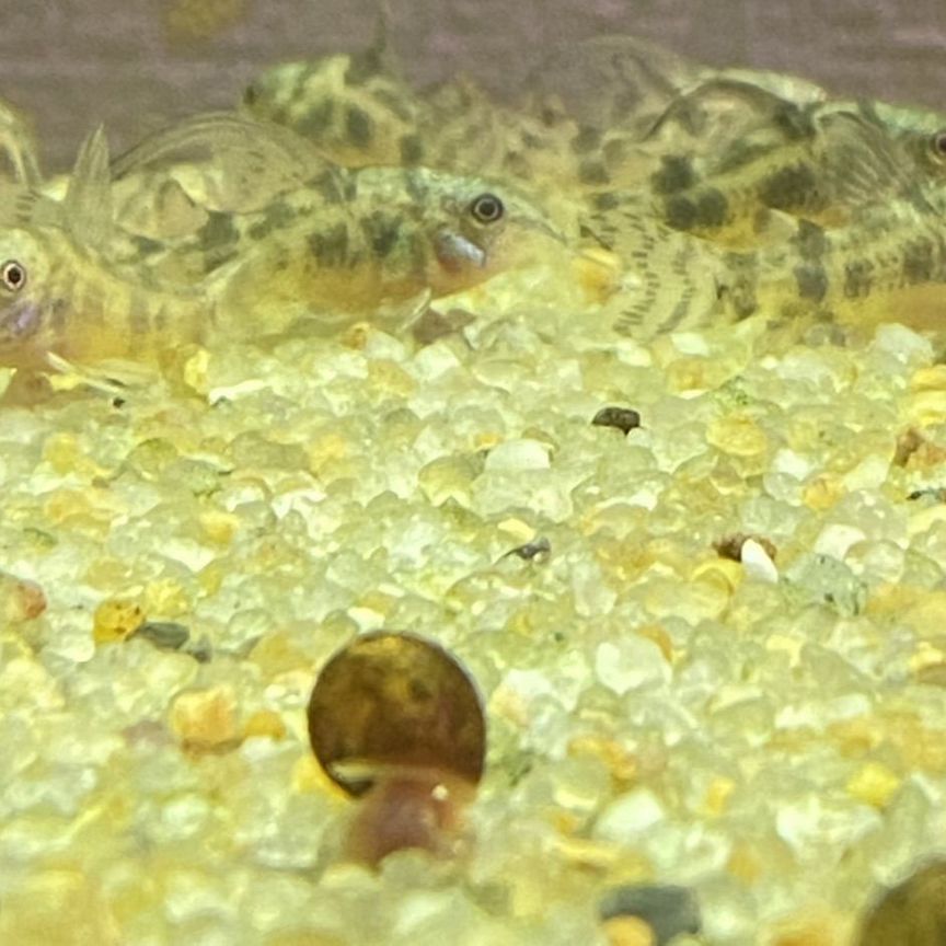 Сомики коридорасы (крабчатый)