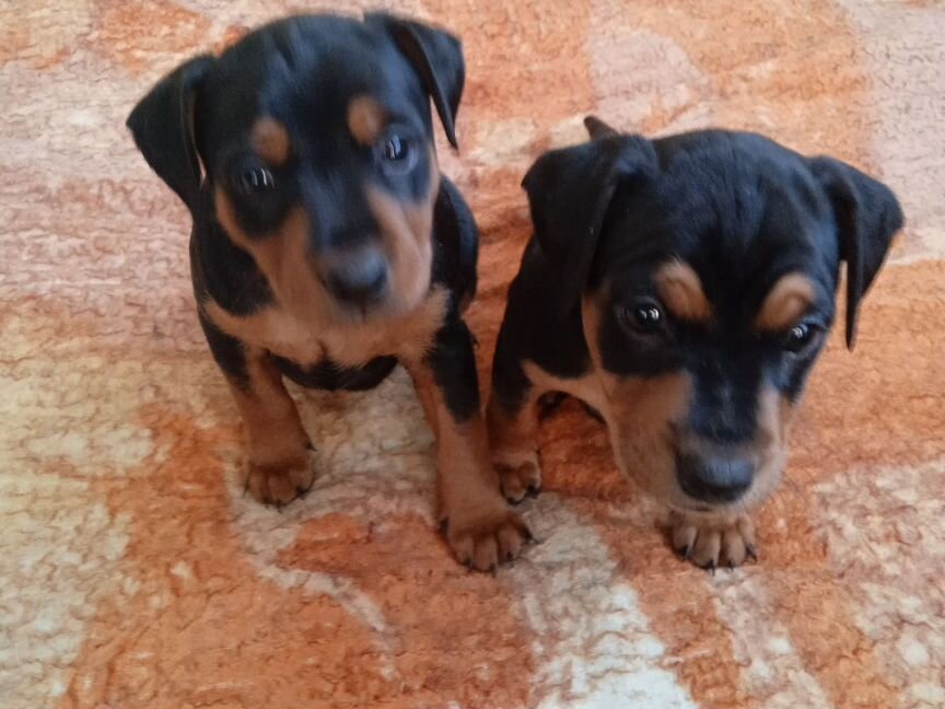 Щенки цвергпинчера