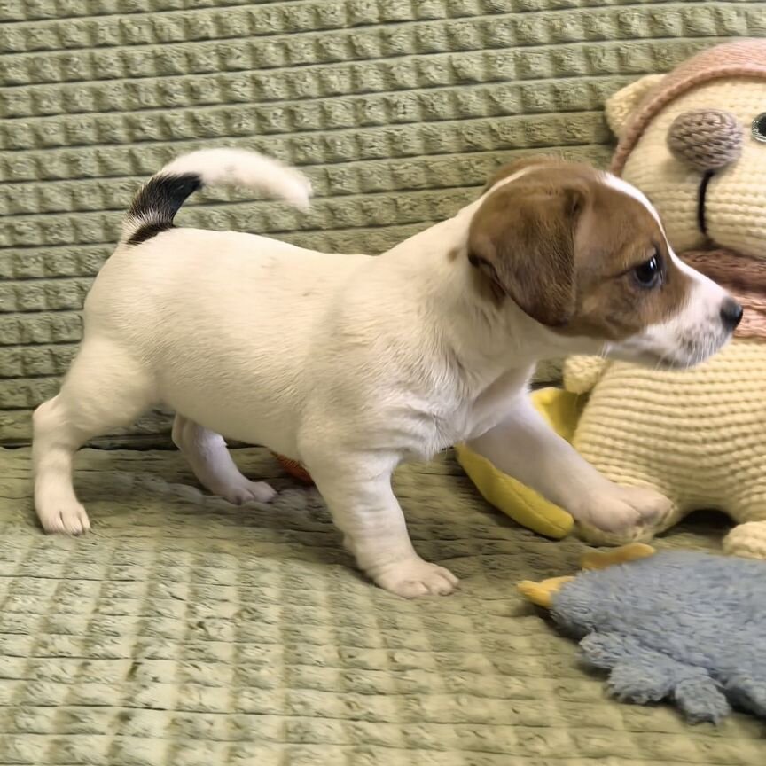 Джек-рассел-терьер, щенок