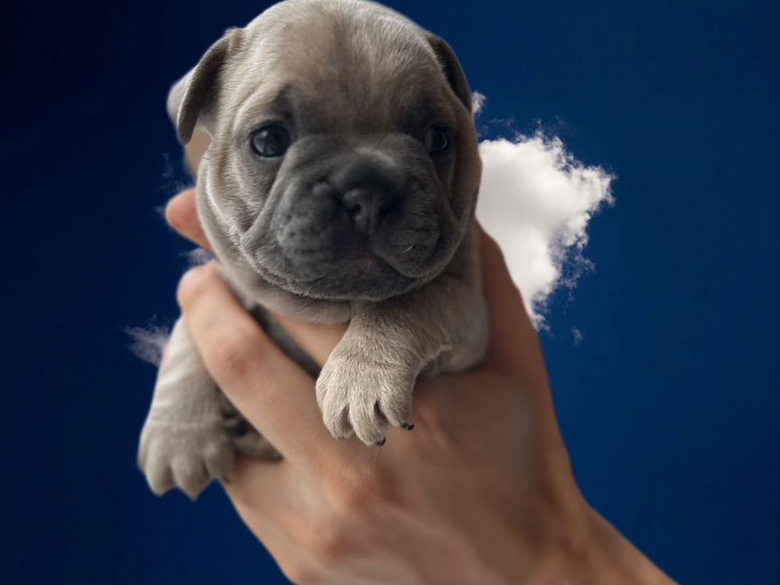 Французский бульдог