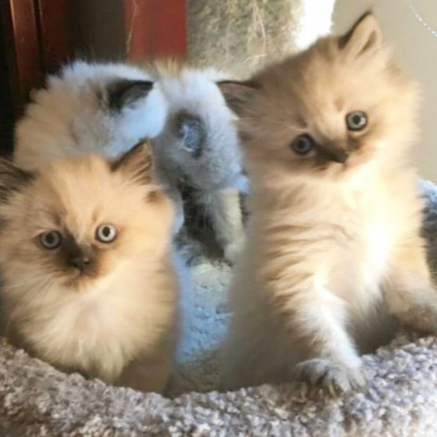 Невская Маскарадная