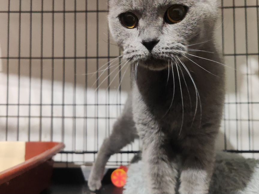 Британская кошечка в добрые ручки