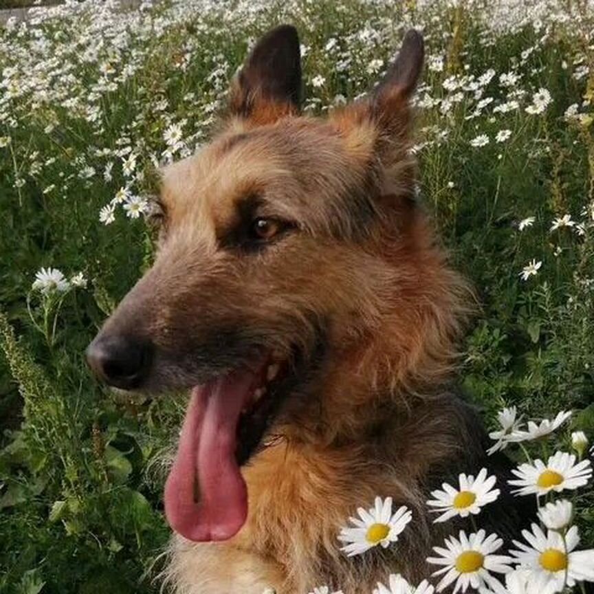 Взрослая собака в добрые руки