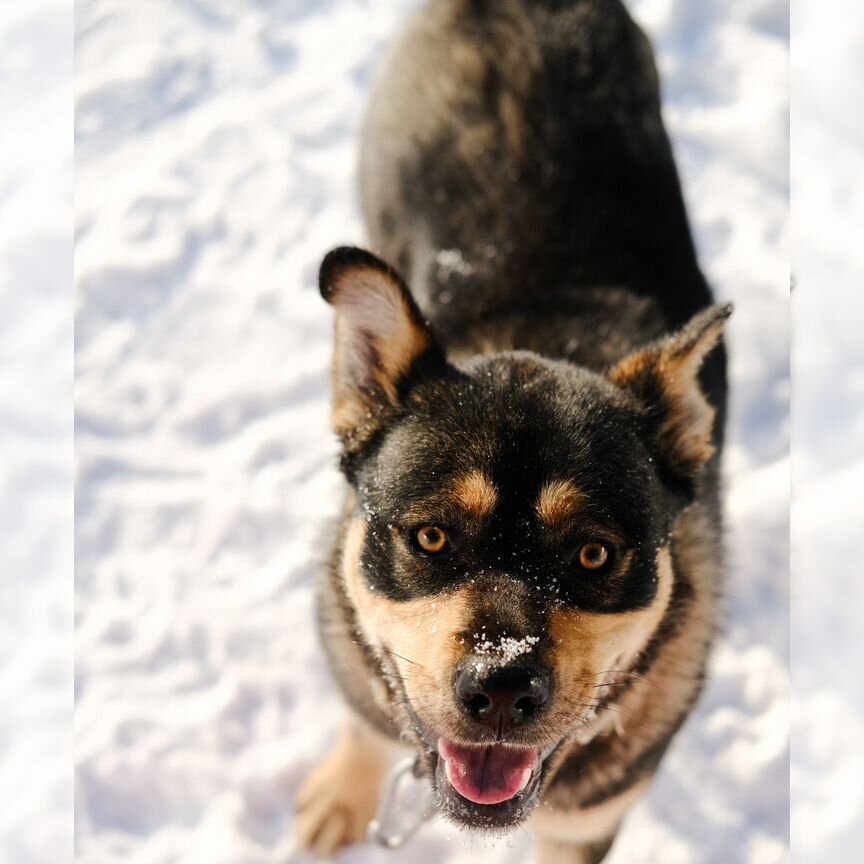 Классная собака ищет дом