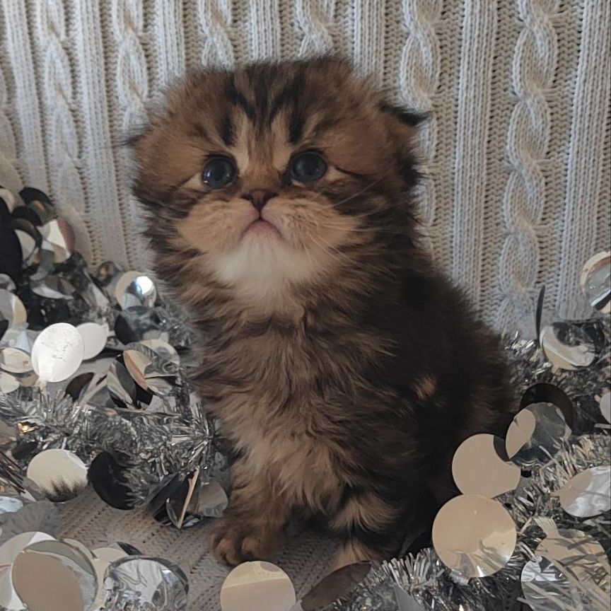 Шотландские котята