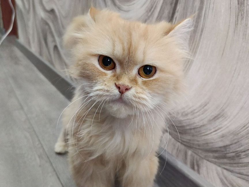 Персидская кошка