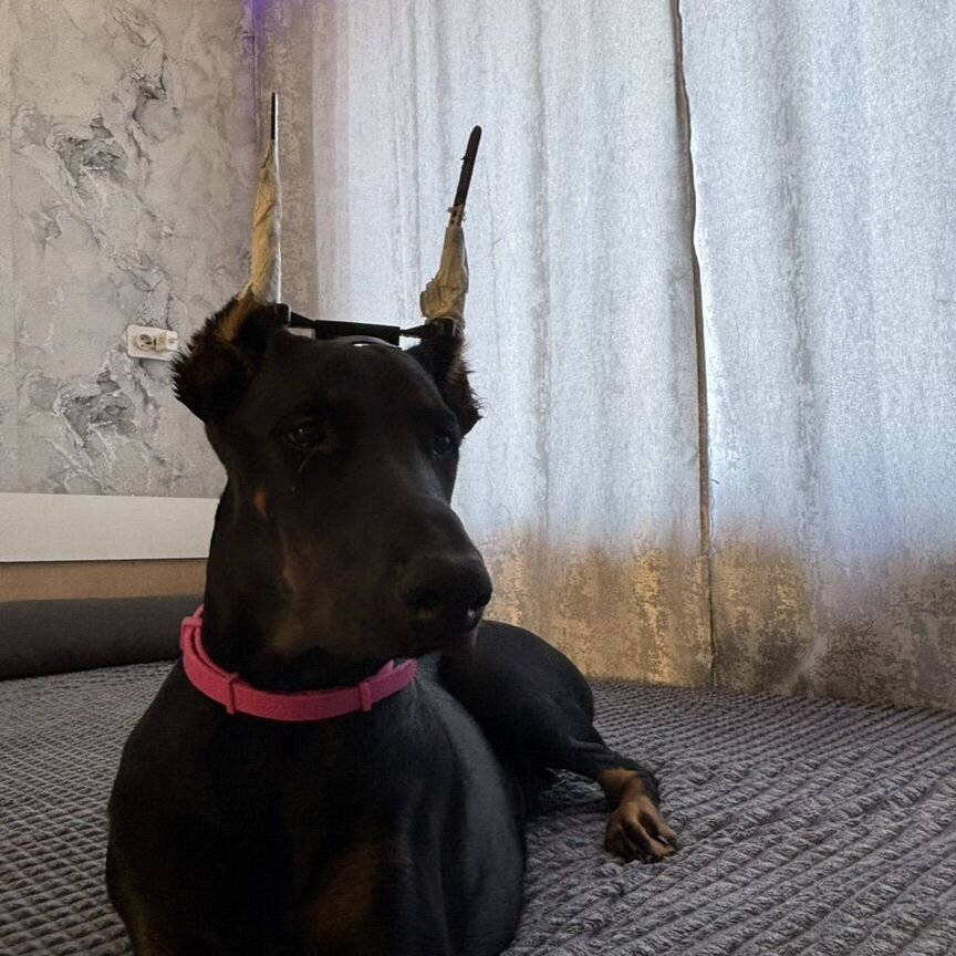 Продам добермана 6 месяцев