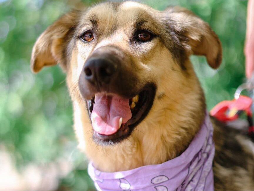 Собака в добрые руки Брусника