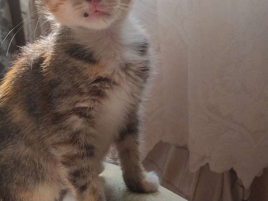 Кошка в дар бесплатно