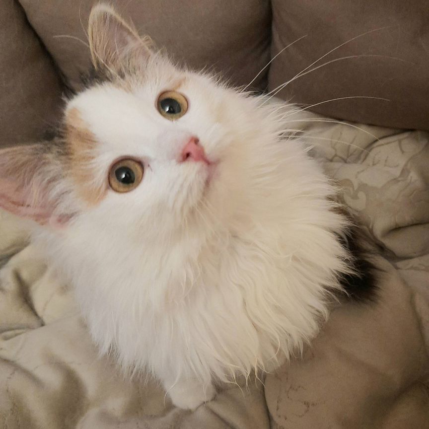 Пушистая Варежка