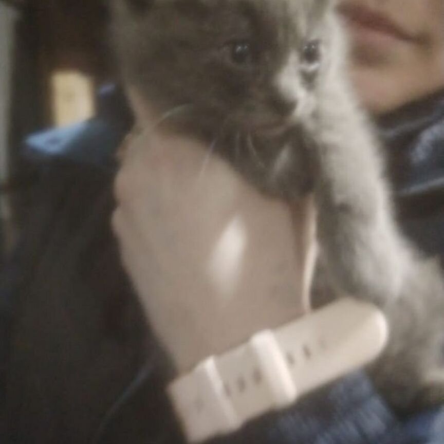 Котята с завода
