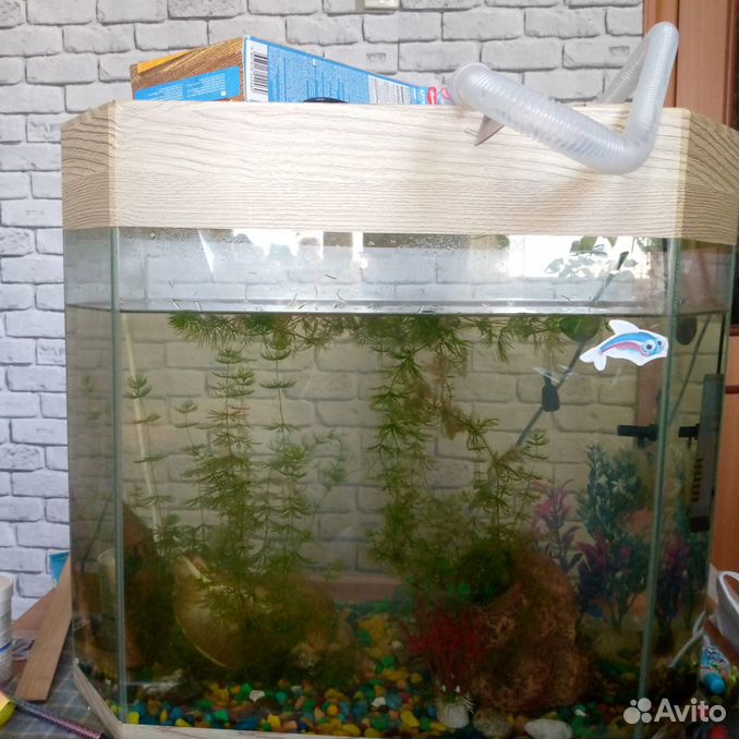 Аквариум 40л с лягушками и сомиками