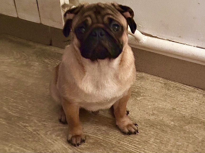 Подрощенный мальчик мопс