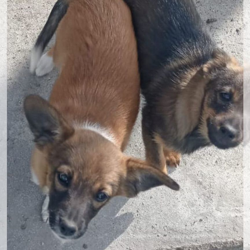 Щенок в добрые руки