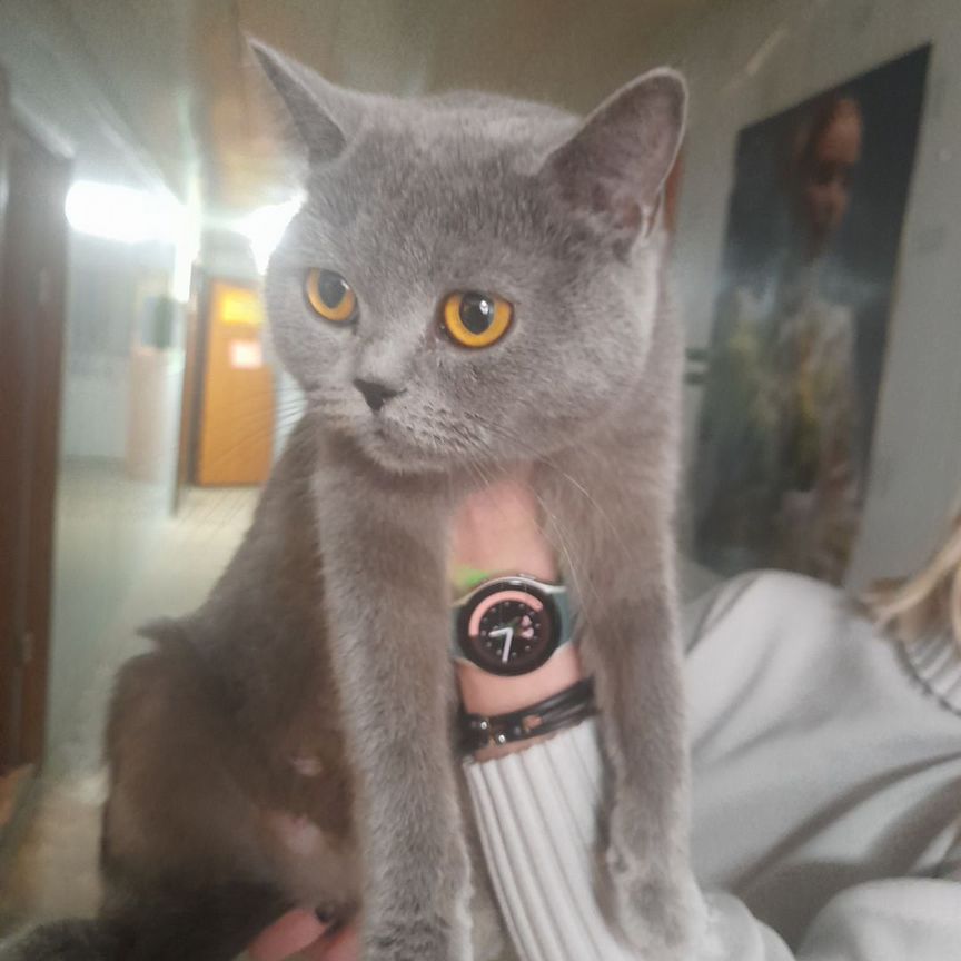 Молодая кошка