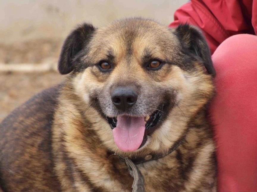 Добрый Шарик в добрые руки