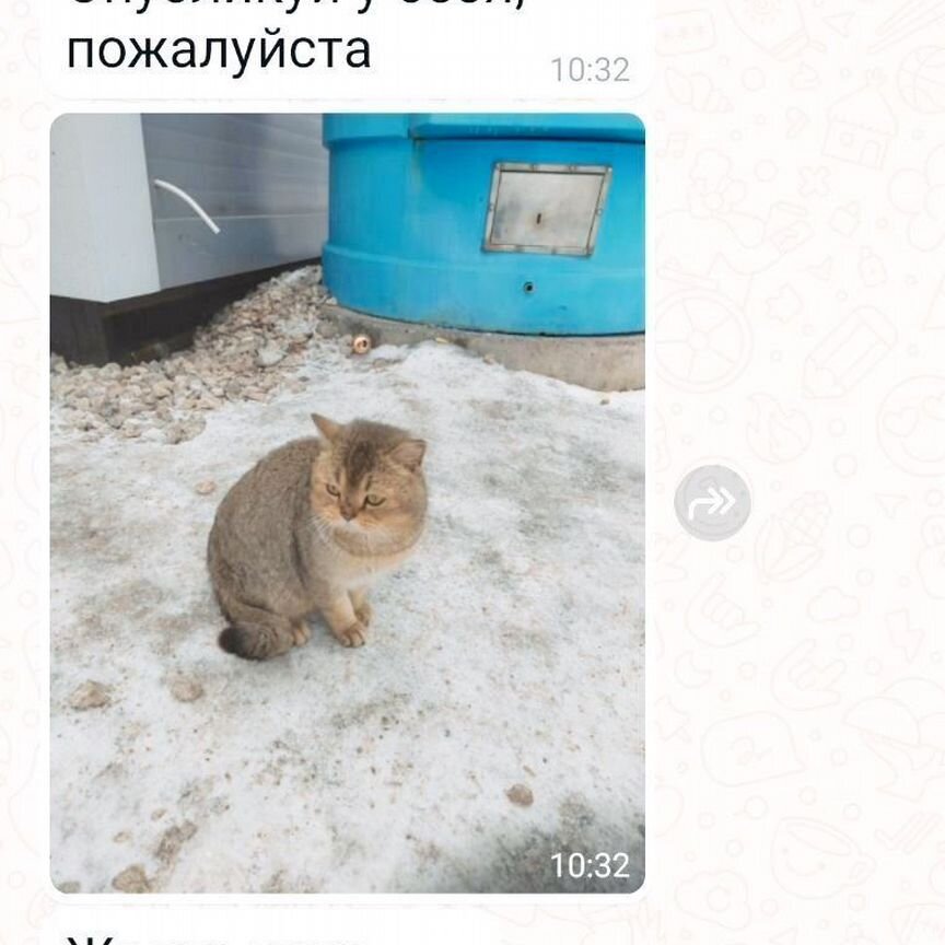 Выкинули Британца Люди, что происходит