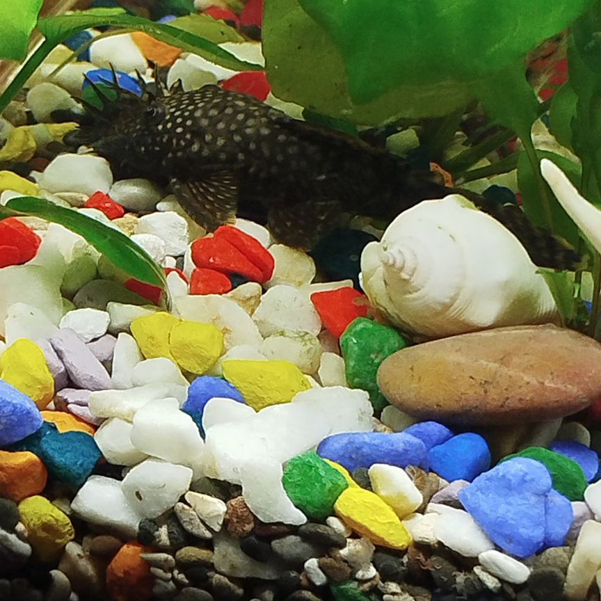 Сомик Анциструс