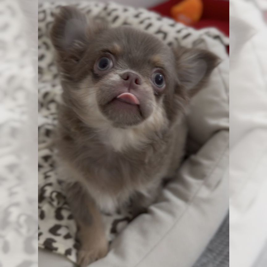 Чихуахуа, щенок