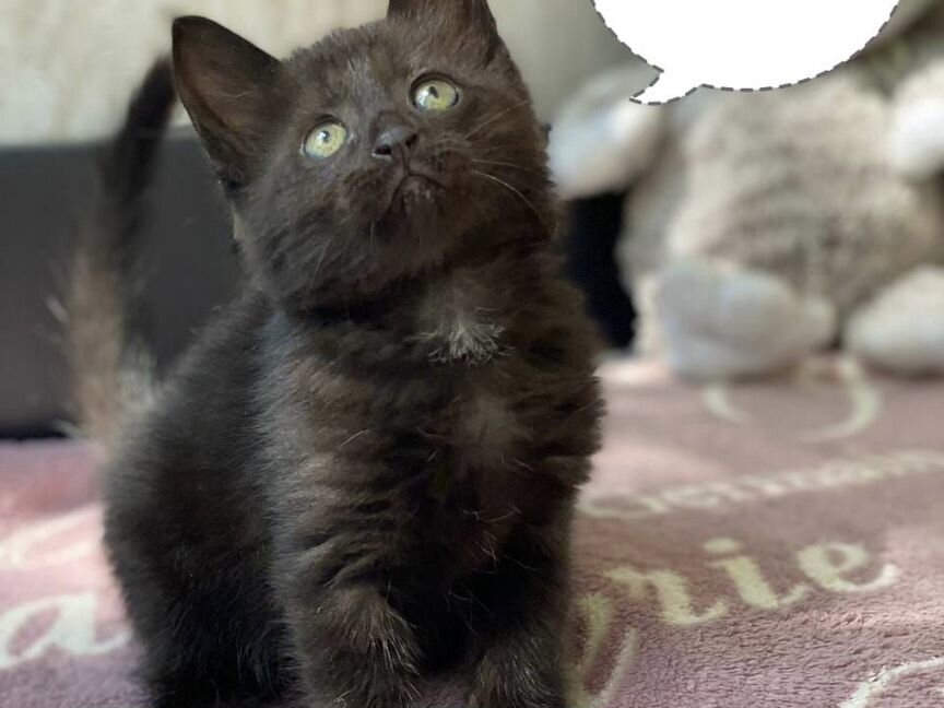 Черный котенок девочка