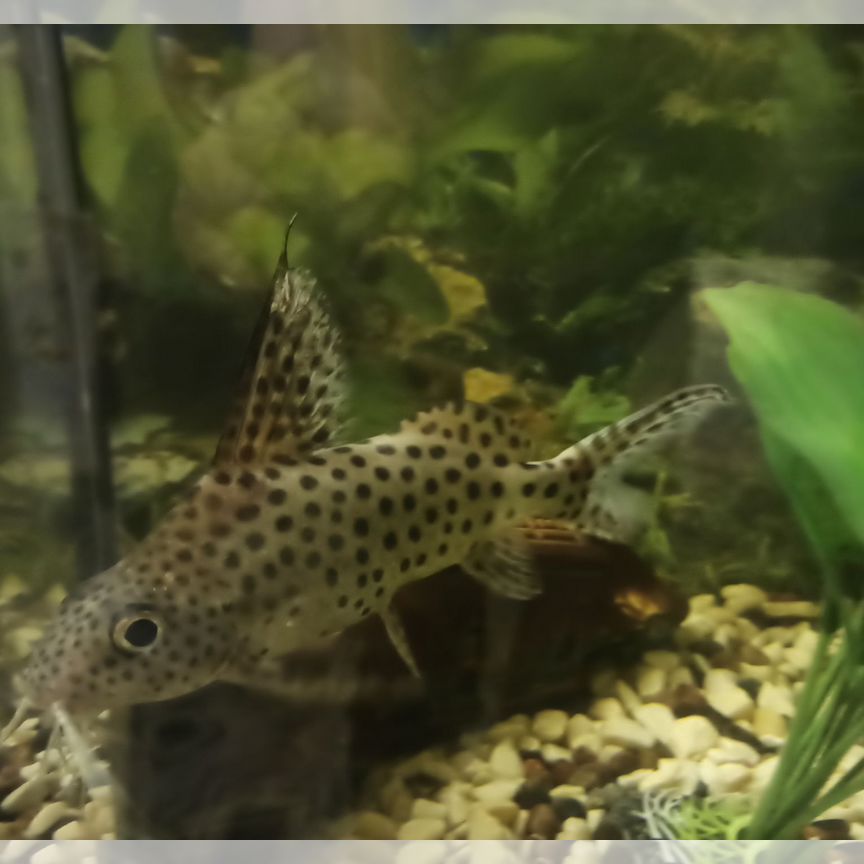 Аквариумные рыбки сомики