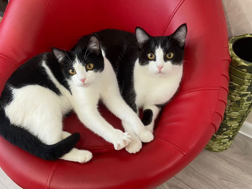 Котятки в добрые ручки