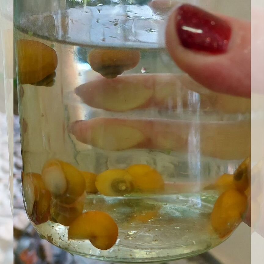 Улитки ампулярии желтые