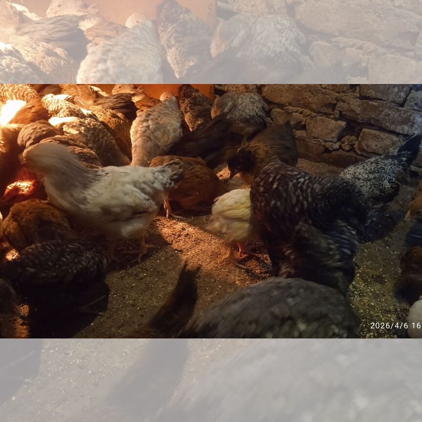 Цыплята подрощенные