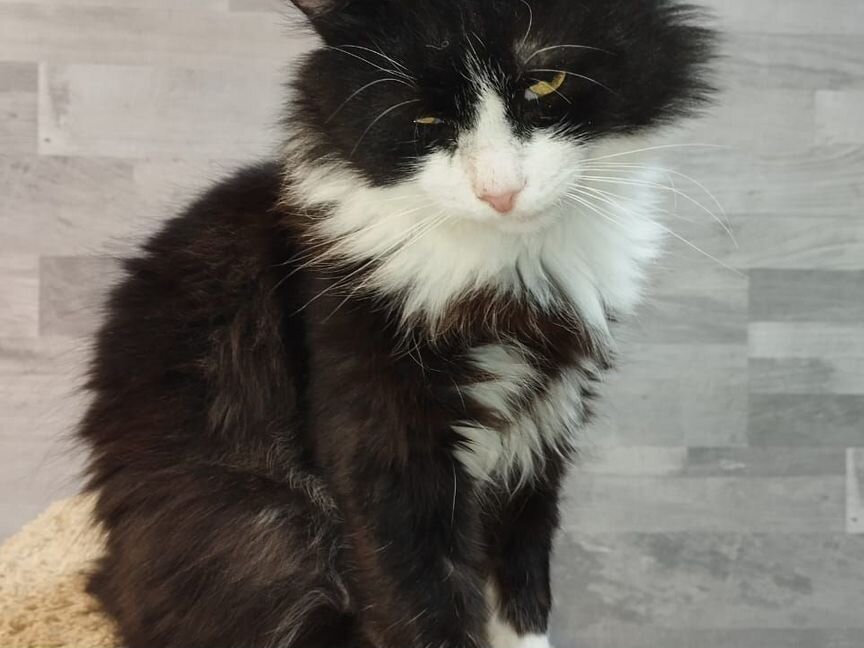 Коты в добрые руки