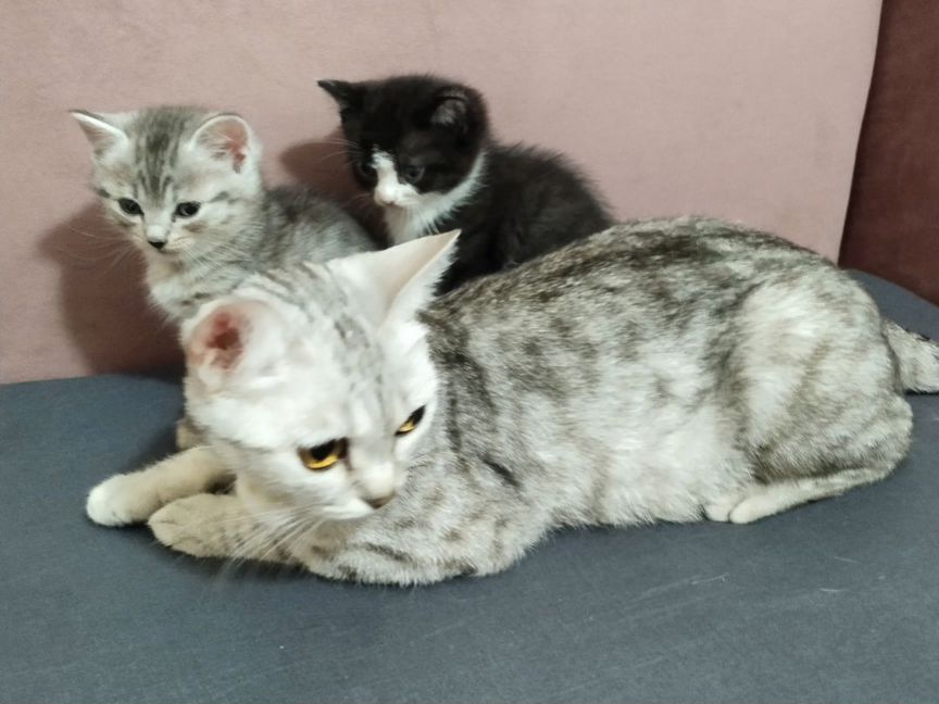 Котята шотландские