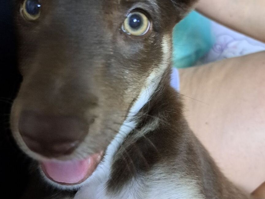 Собака в добрые руки отдам бесплатно