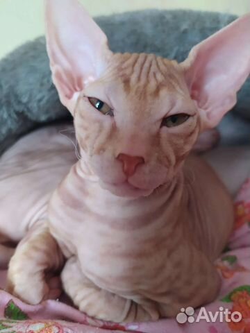 Донской сфинкс клубный с документами