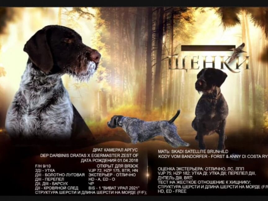 Продаются щенки породы Дратхаар